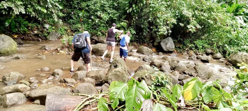 Hiking Adventure Through Grand E'tang RainForest - Who Will Love This Tour?