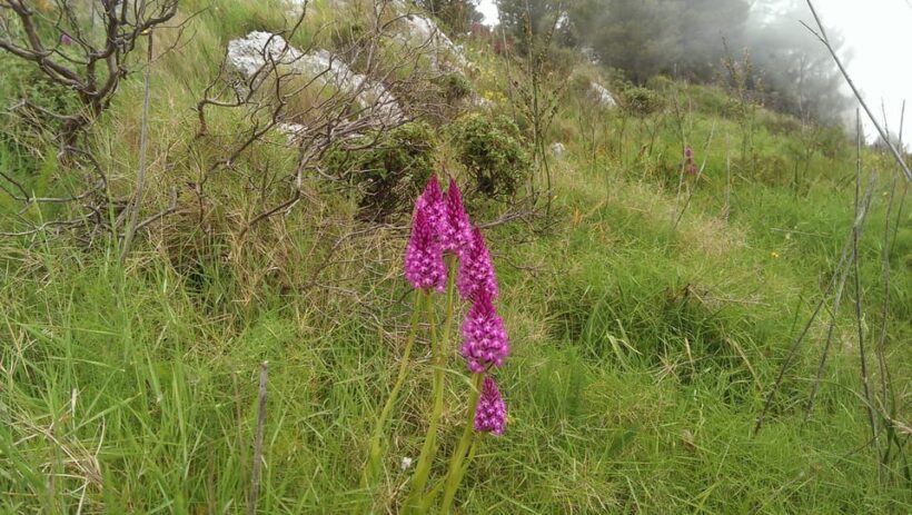 Hiking Anacapri:discover nature away from the crowds,ascent to MonteSolaro - Final Words