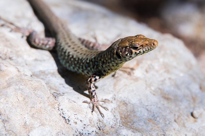 Hiking and Archery in Polilimnio - Getting to Polilimnio