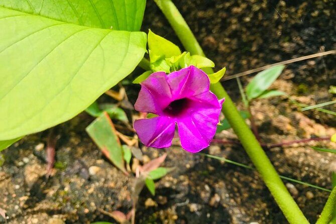 Hiking and Trekking to Adams Peak via Peak Wilderness Sanctuary. - Authentic Experiences and Traveler Feedback