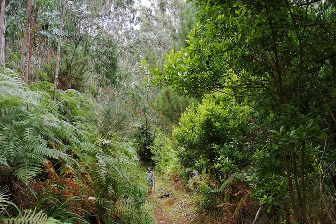 Hiking and Trekking Tours in Madeira - Tips for Preparing for Your Hiking Adventure in Madeira