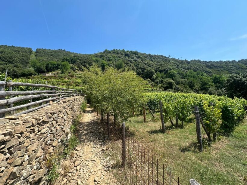 Hiking and wine tasting experience - Key Points