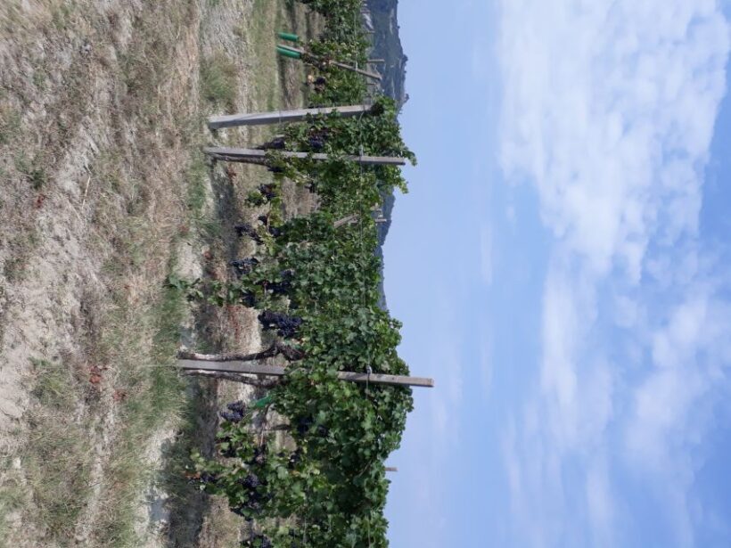 Hiking and wine tour starting from Alba - FAQ