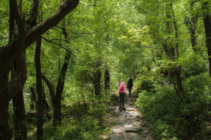 Hiking Day Tour to Triund from Dharamshala - Authentic Experiences and Local Flavor