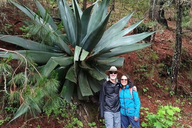 Hiking in Sierra Norte the most spectacular trails in Oaxaca - An in-depth look at this Sierra Norte hiking tour