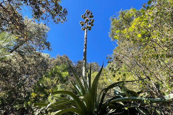 Hiking in the Sierra Norte of Oaxaca - Who Should Consider This Tour?