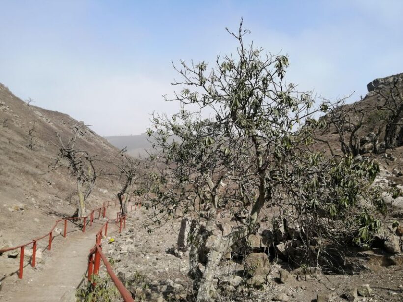 Hiking Lomas de Lachay in Lima - An In-Depth Look at Hiking Lomas de Lachay