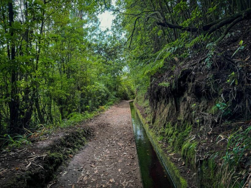 Hiking Madeira: Levada do Rei and the Majestic Laurissilva - Who Is This Tour Best For?