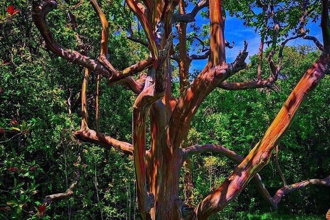 Hiking Maui Hawaii - An Introduction to the Maui Hiking Experience