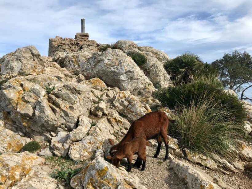 Hiking on Alcúdia Peninsula - Key Points