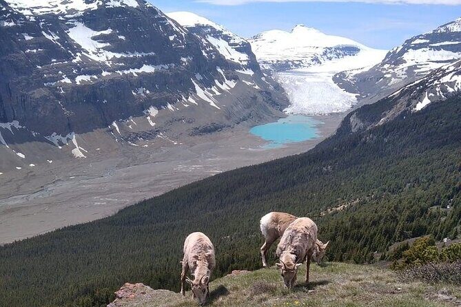 Hiking the Columbia Icefields Region with Your Private Guide - An Introduction to the Columbia Icefields Hiking Tour