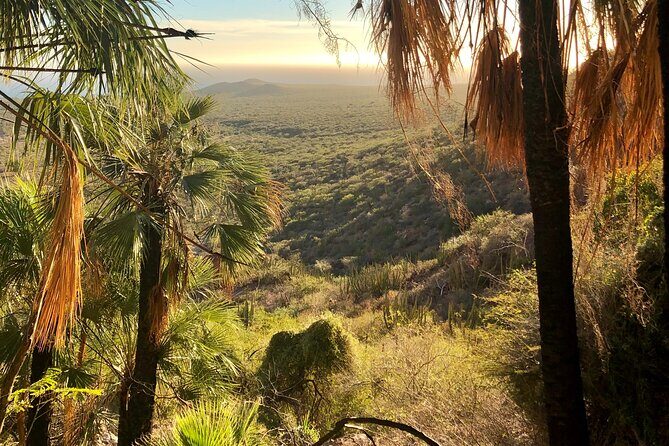 Hiking to Desert Palm Oases of San Carlos with a Biologist - An In-Depth Look at the Experience