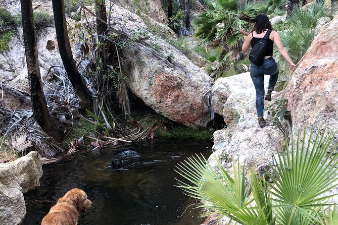 Hiking to Desert Palm Oases of San Carlos with a Biologist - Practical Details and What to Expect