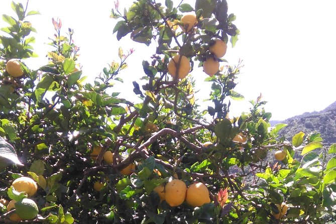 Hiking tour in the Anaga biosphere reserve in Tenerife - Exploring the Natural Splendor of Anaga Rural Park