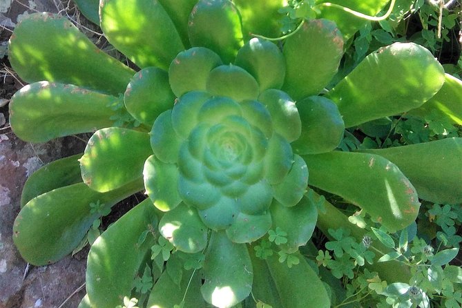 Hiking tour in the Anaga biosphere reserve in Tenerife - Price and Overall Value