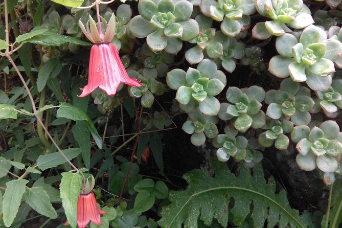 Hiking tour in the Anaga biosphere reserve in Tenerife - The Sum Up