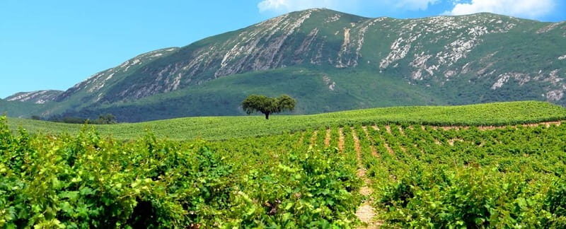Hiking Tour to the highest point of Arrábida Mountain - Authentic Insights from Past Travelers