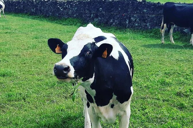 Hiking Trail Baías Da Agualva | Terceira Island - What to Bring and Wear