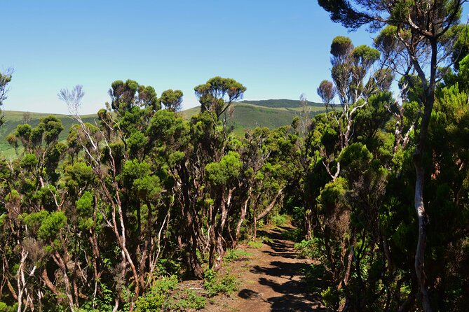 Hiking Trail: Passagem das Bestas - Terceira Island - Exploring the Passagem das Bestas: A Guided Walk on Terceira Island