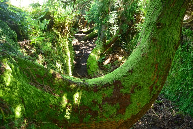 Hiking Trail: Passagem das Bestas - Terceira Island - The Real Value: Insights and Authentic Experiences