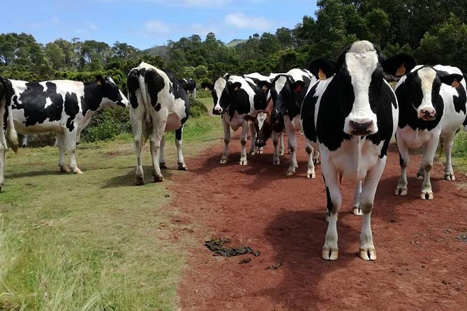 Hiking Trail Rocha Do Chambre | Terceira Island - Traveler Experiences