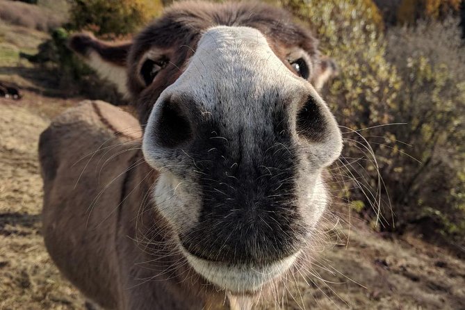 Hiking with donkeys - Key Points