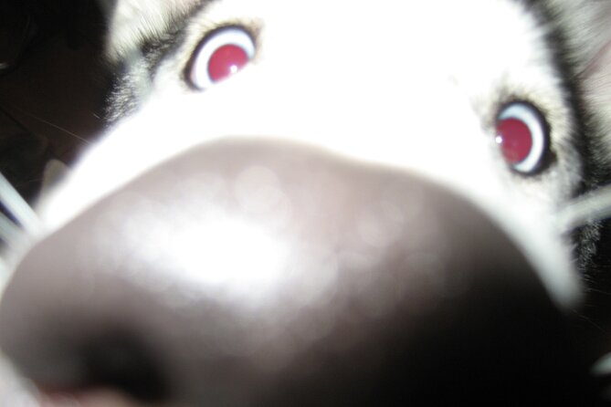 Hiking With Husky in Akureyri - Embracing the Unique Experience