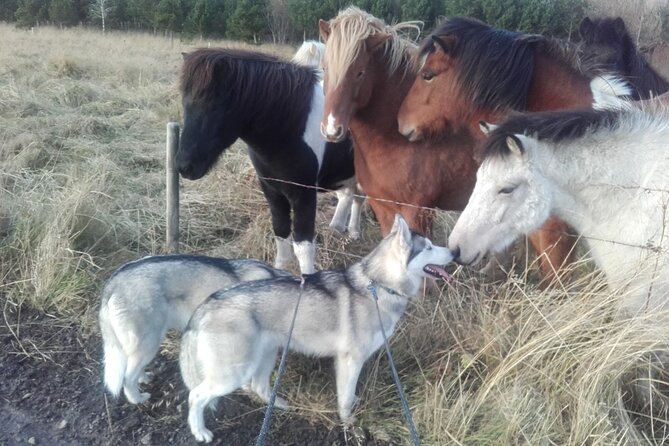 Hiking With Husky in Akureyri - Frequently Asked Questions