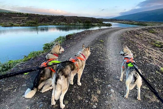 Hiking With Husky in Akureyri (Private) - Unique Experiences With Huskies