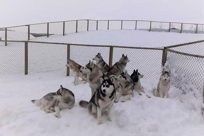 Hiking With Husky in Akureyri (Private) - Glowing Customer Testimonials