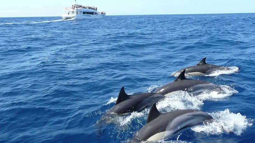 Hikkaduwa/Galle/Ahangama: Whale Watching Tour in Mirissa - Key Points