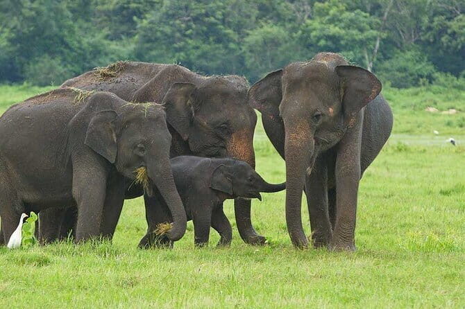 Hikkaduwa/ Galle/ Mirissa : With Udawalawe safari - Day trip - Key Points