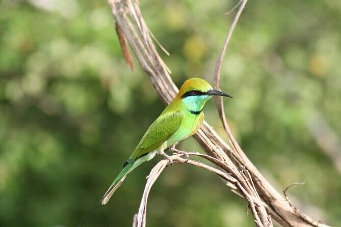 Hikkaduwa/ Galle/ Mirissa : With Udawalawe safari - Day trip - Practical Tips for Future Travelers