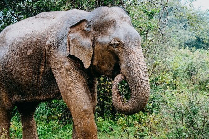 Hikkaduwa/ Galle/ Mirissa : With Udawalawe safari - Day trip - Who Is This Tour For?