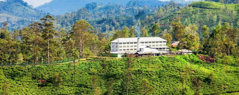 Hikkaduwa/Galle/Weligama/Mirissa: Day Trip to Ella Highlands - Who is This Tour Best For?