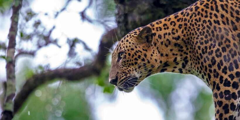 Hikkaduwa/Galle/Weligama/Mirissa/Tangalle: Yala Safari Tour - Key Points