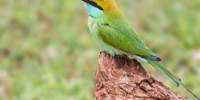 Hikkaduwa/Galle/Weligama/Mirissa: Yala National Park Safari - Exploring the Yala National Park Safari: An Honest, Detailed Look