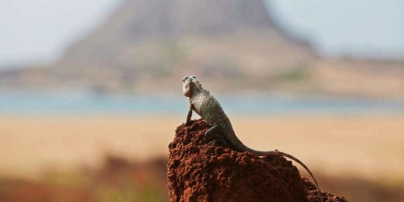 Hikkaduwa/Galle/Weligama/Mirissa: Yala National Park Safari - Who Should Consider This Tour?