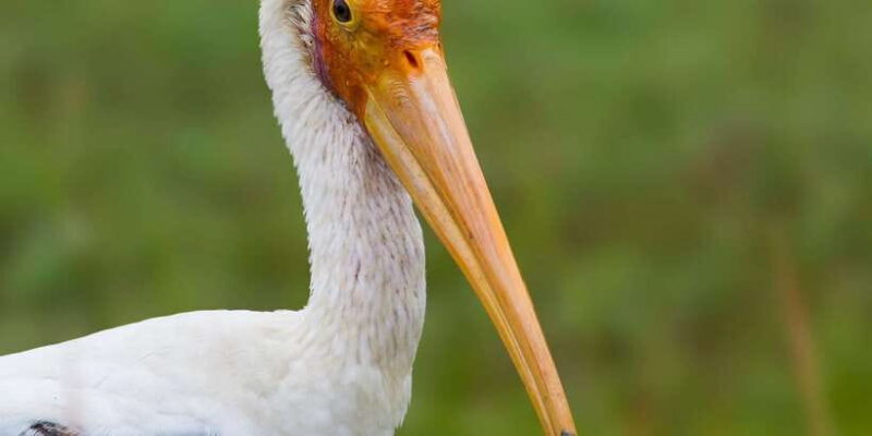 Hikkaduwa: Yala & Udawalawe Safari Day Trip with Picnic - Key Points