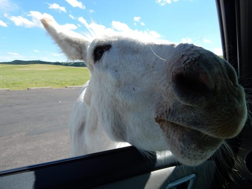 Hill City: Private Mount Rushmore, Crazy Horse & More Tour - Authentic Experiences Leading to Lasting Memories