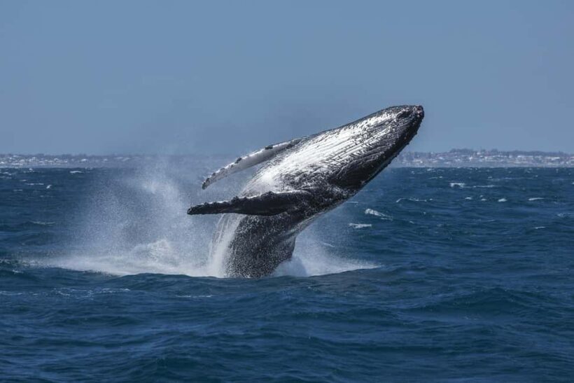 Hillarys Boat Harbour 2-Hour Whale Watching Cruise - 09:00am - Why This Tour Stands Out