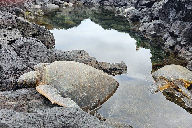 Hilo and Volcano National Park Tour for Cruise Passengers at port - Key Points