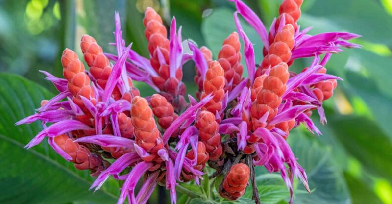 Hilo: Gardens, Waterfalls & Farmers Market Shore Excursion - Savoring Local Flavors: Lunch Break