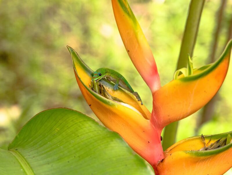 Hilo: Gardens, Waterfalls & Farmers Market Shore Excursion - Transportation and Comfort