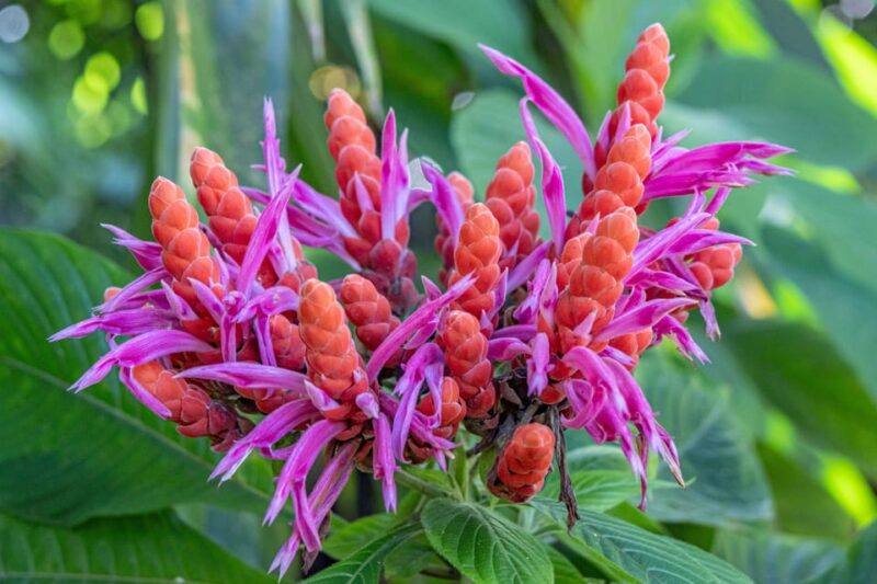 Hilo: Gardens, Waterfalls & Farmers Market Shore Excursion - Final Thoughts: Is It Worth It?