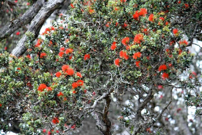 Hilo: Hawaii Volcanoes National Park and Hilo Highlights - Final Thoughts