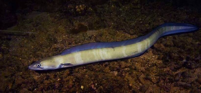 Hilo: Night Dive for Certified Divers - The Practicalities: What You Need to Know
