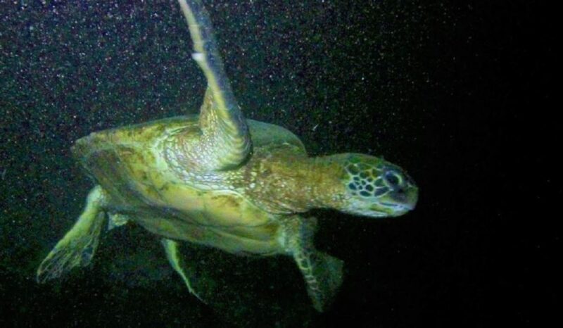 Hilo: Night Dive for Certified Divers - Value and Pricing Analysis