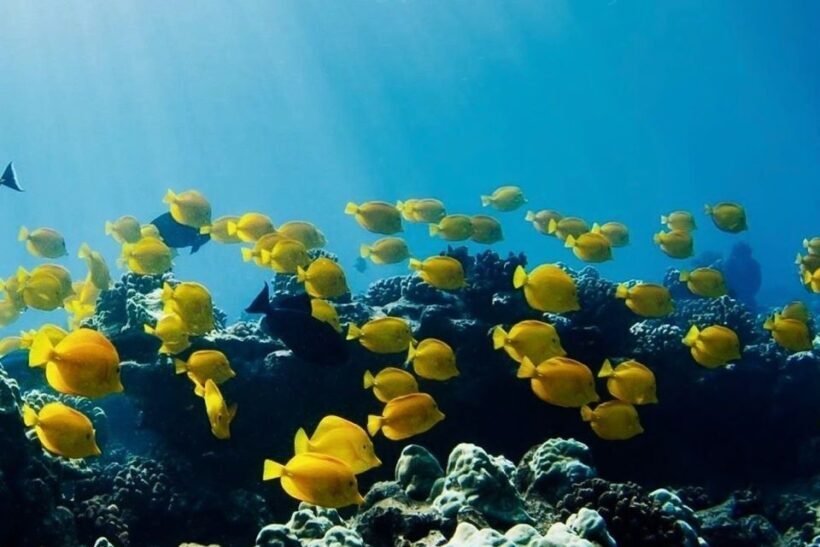 Hilo: Sea Turtle Lagoon and Black Sand Beach Snorkel - What to Expect from the Tour
