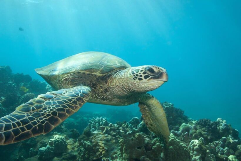 Hilo: Sea Turtle Lagoon and Black Sand Beach Snorkel - The Sum Up: Who Should Consider This Tour?